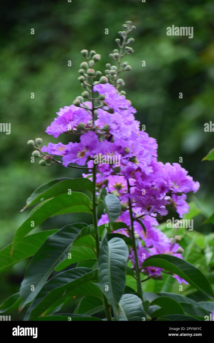 Pride of India. Also known as Giant Crape Myrtle, Queen Crape Myrtle ...