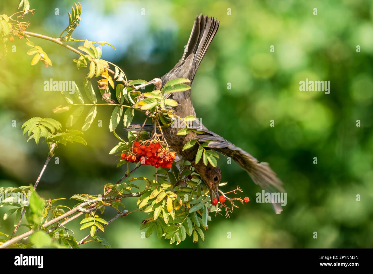 female common blackbird (Turdus merula) eating sorb apple Stock Photo ...