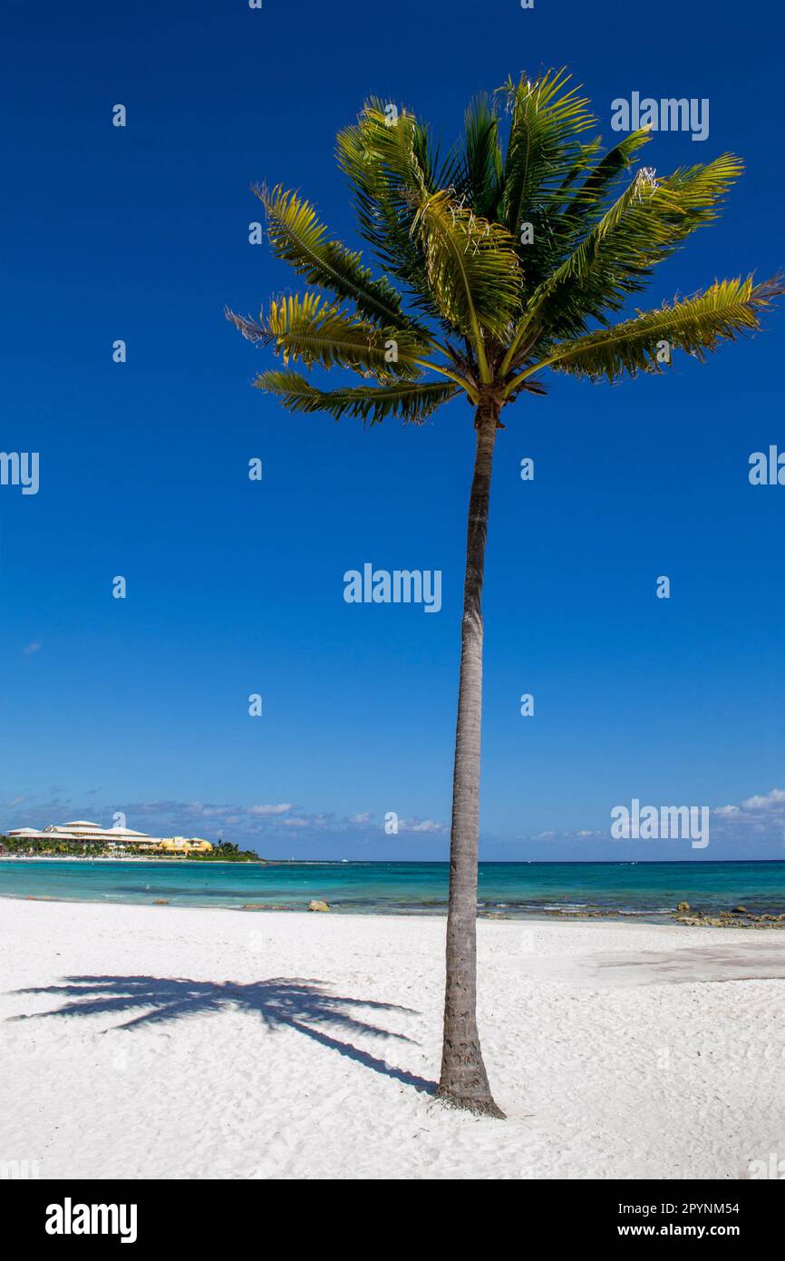Close-up of a palm tree on the beaches of Riviera Maya in Mexico Stock ...