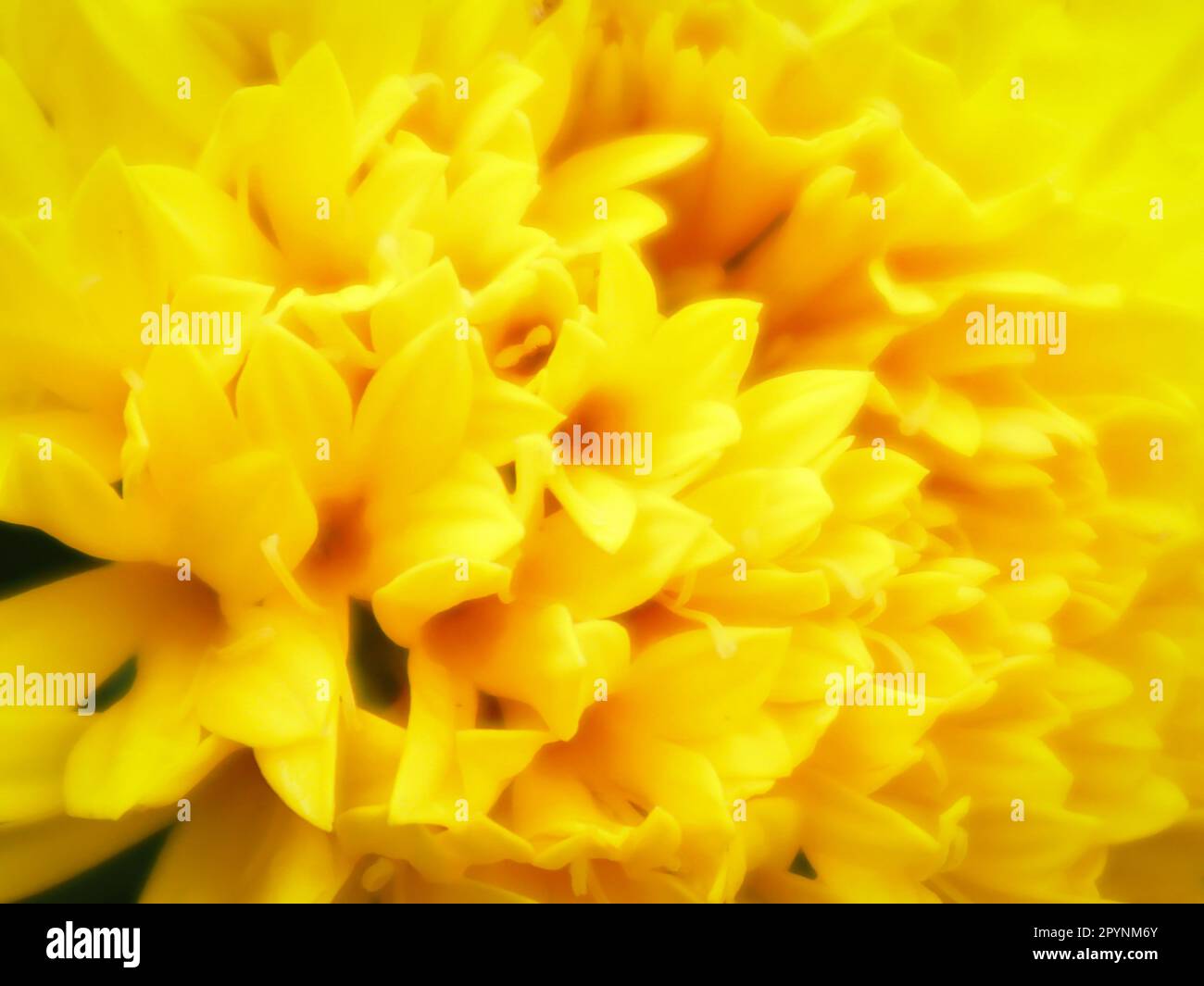 Macro yellow orange flower pattern texture background Stock Photo - Alamy
