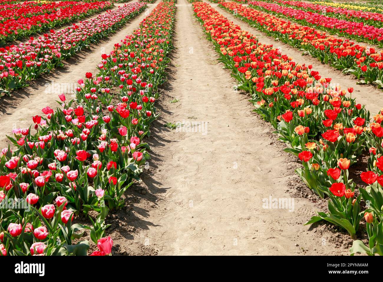 Spring beautiful tulips blooming in a huge fields under the sun ...