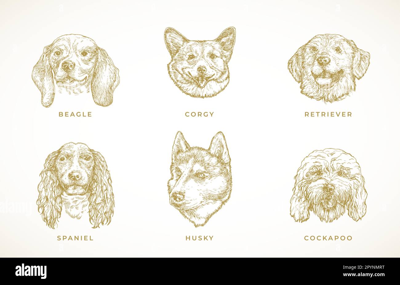 Dog Breeds Illustrations Collection. Hand Drawn Spaniel, Corgy, Beagle ...