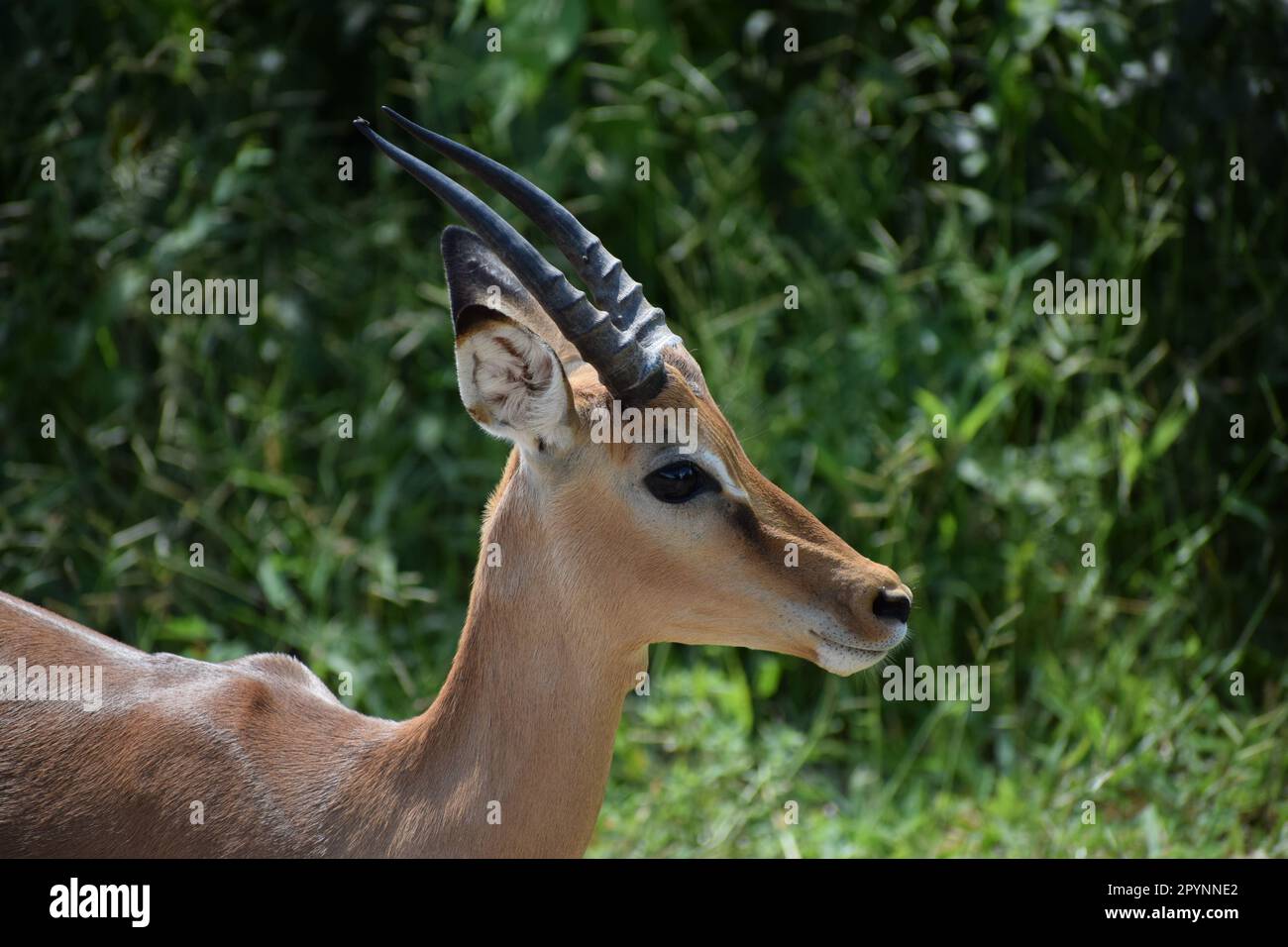 Ringed horns hi-res stock photography and images - Alamy