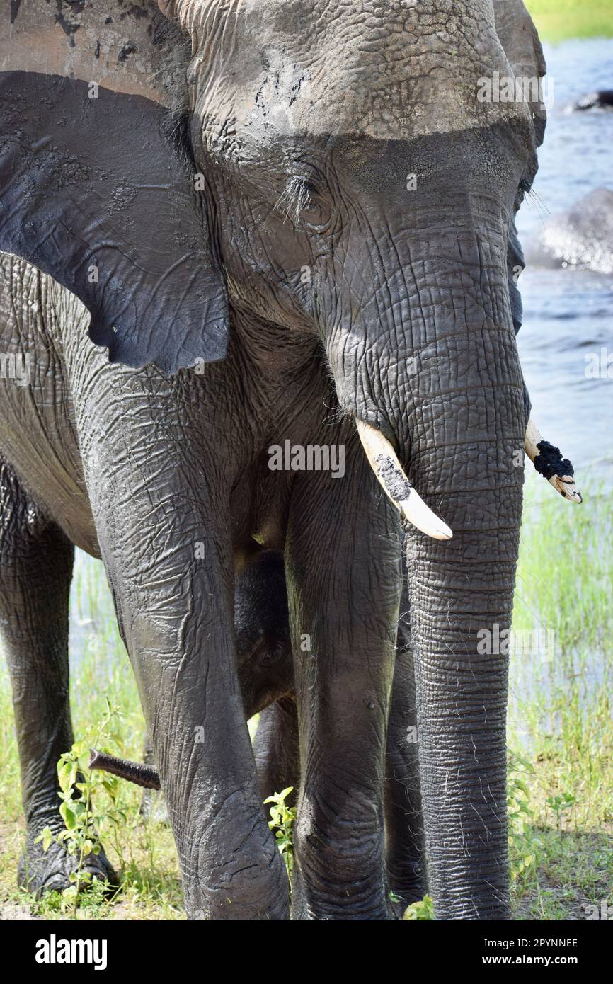Stepping down to the water hi-res stock photography and images - Alamy