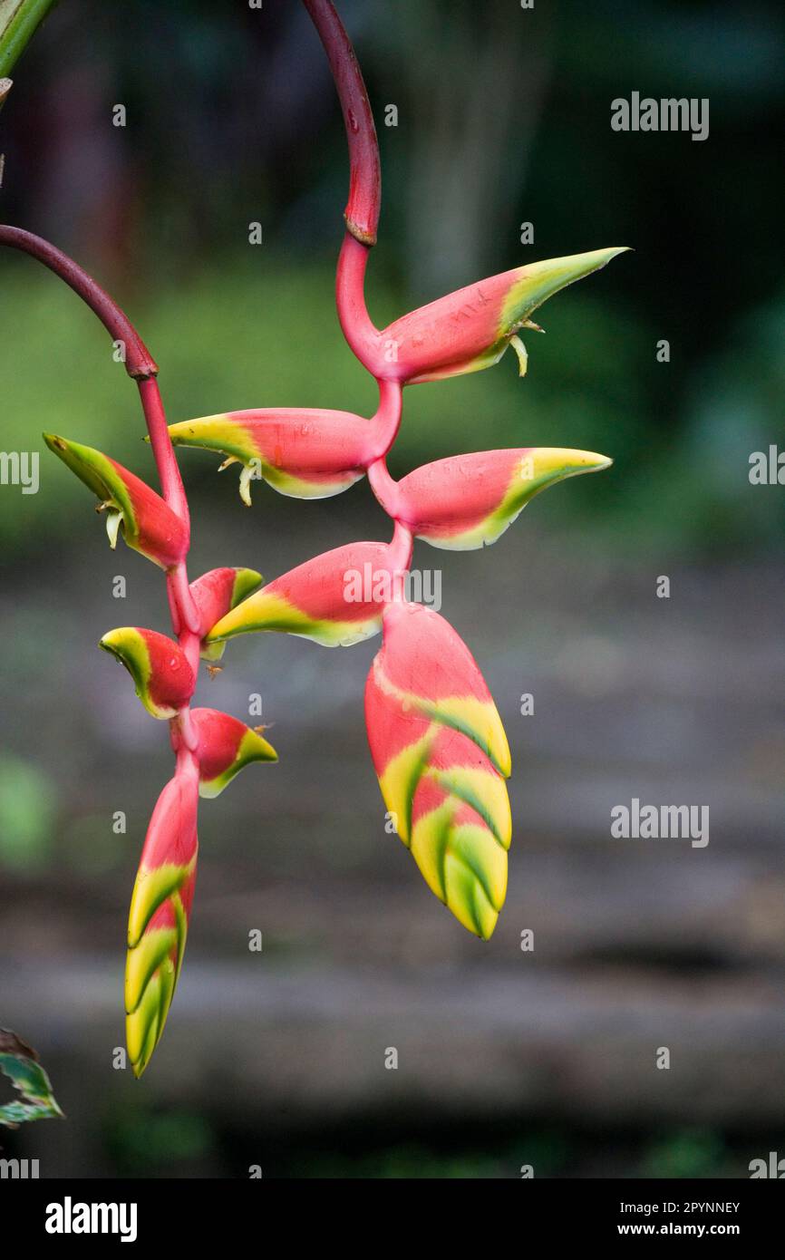 Heliconia sp. flowering in a Rainforest near the Pastasa River in south ...