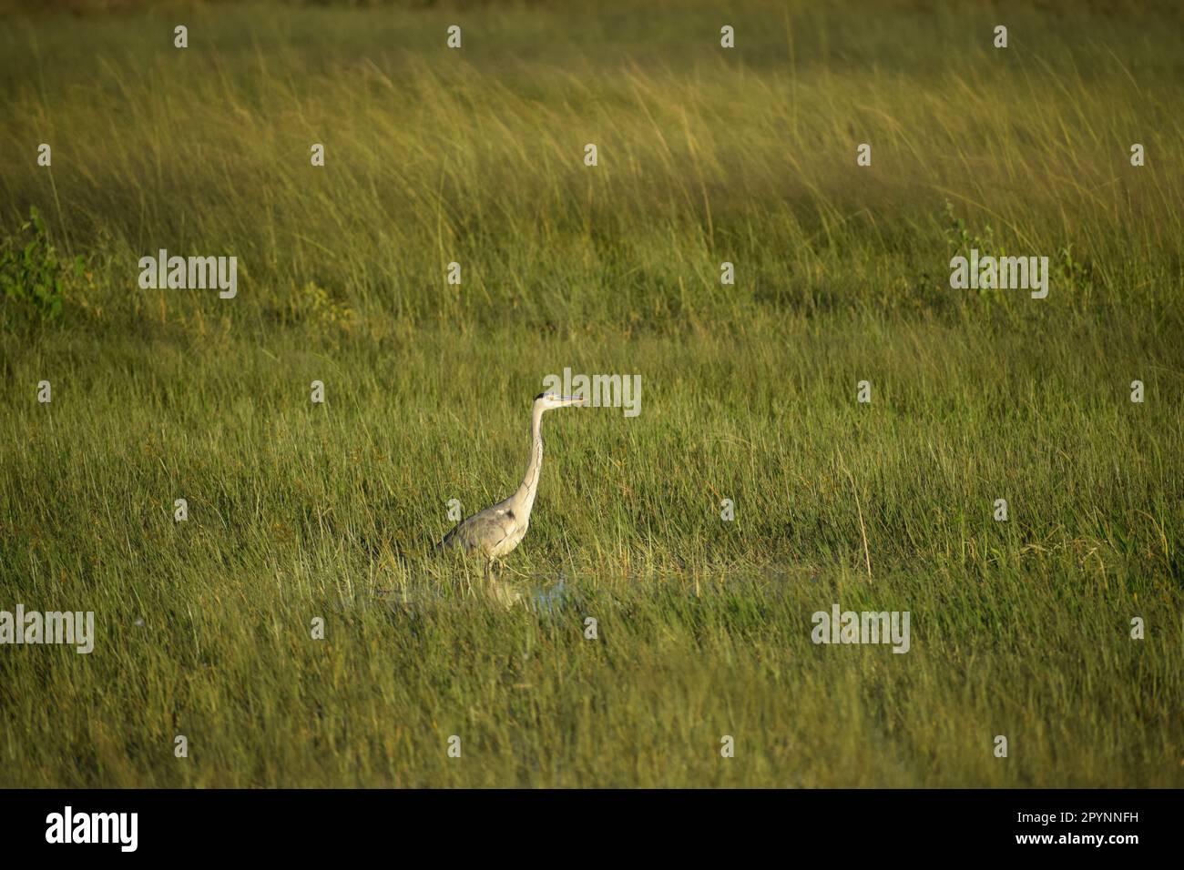 Motionless animal hi-res stock photography and images - Alamy