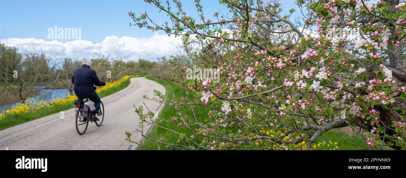man on bicycle passes flowering apple trees on dike in holland under ...