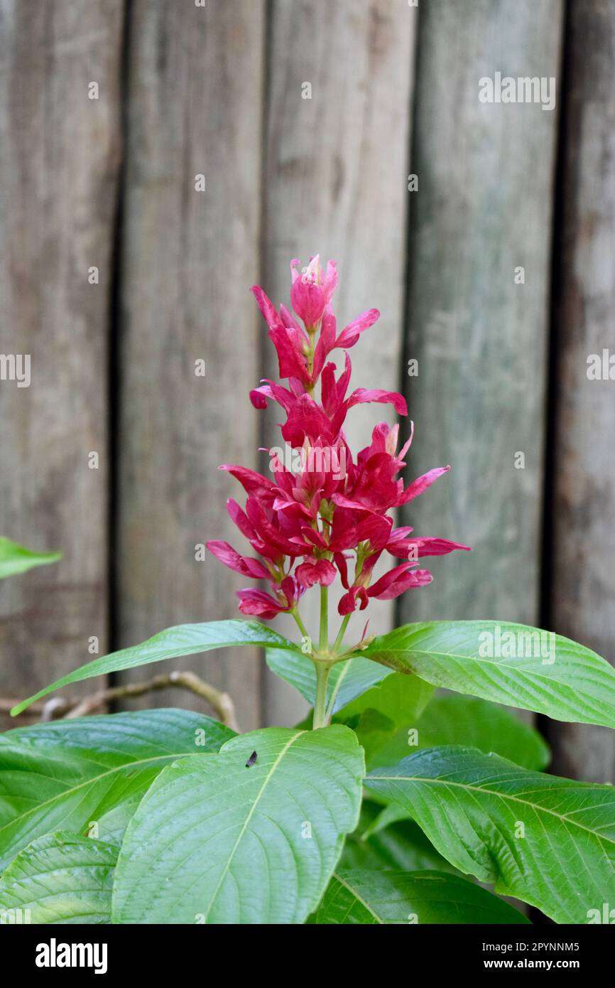 Pink brazilian plume (water-willow Stock Photo - Alamy