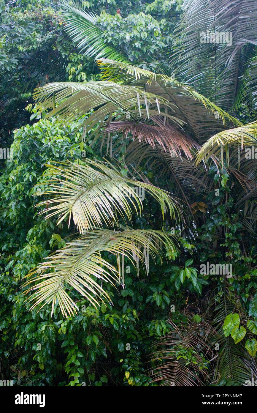 Trees in the rainforest of the Upper Amazon near the Pastasa River ...