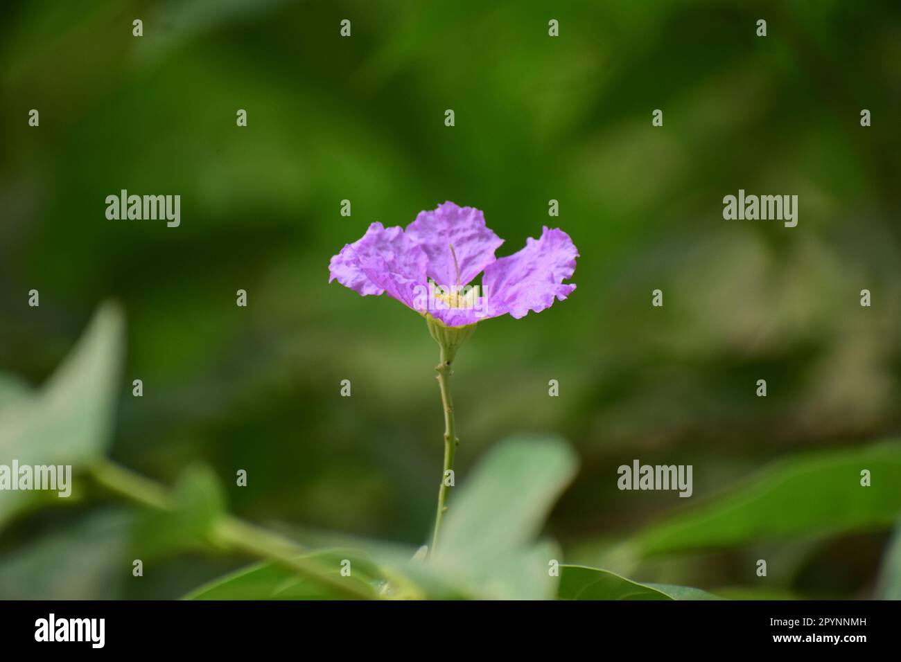 Pride of India. Also known as Giant Crape Myrtle, Queen Crape Myrtle ...