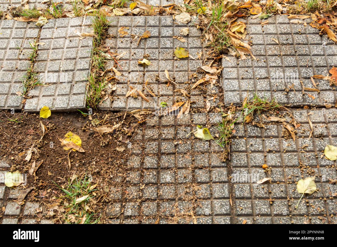 Old broken stone tiles with growing grass Stock Photo - Alamy
