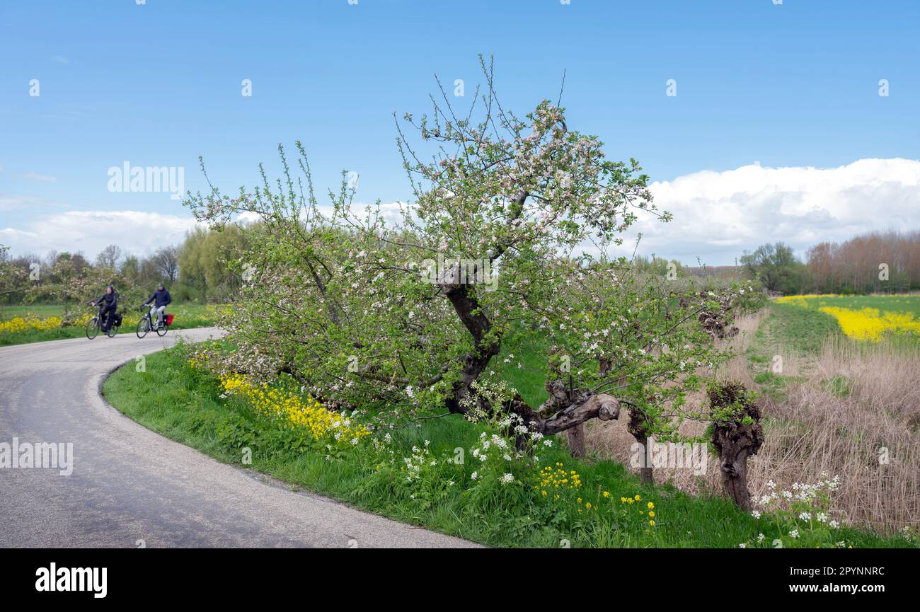 couple on bicycle passes flowering apple trees on dike in holland under ...