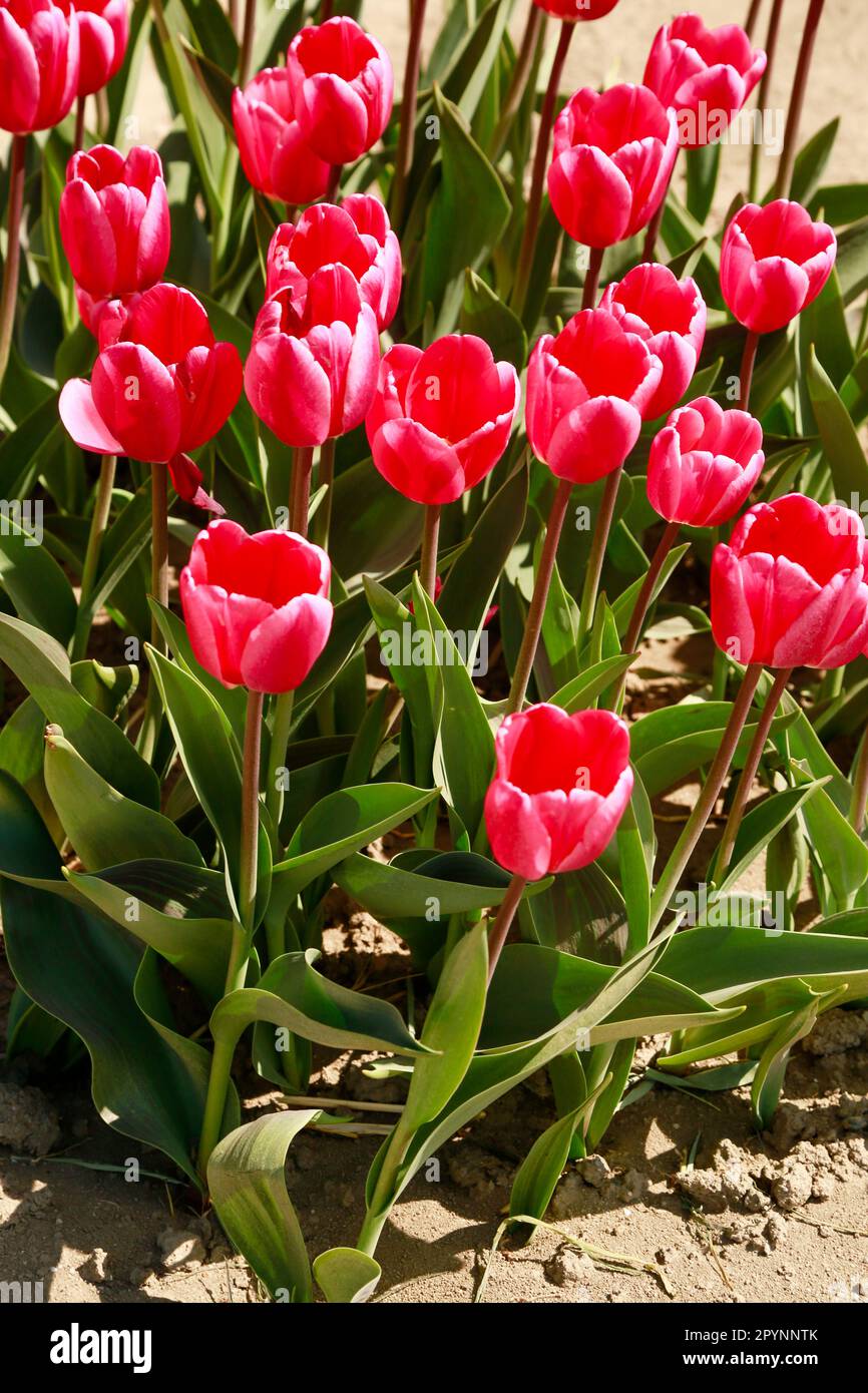 Spring beautiful tulips blooming in a huge fields under the sun ...
