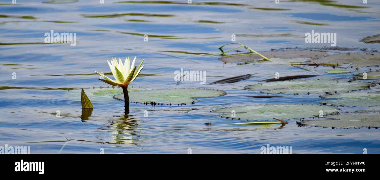 Side view of single white water lilly protruding out of the river Stock ...