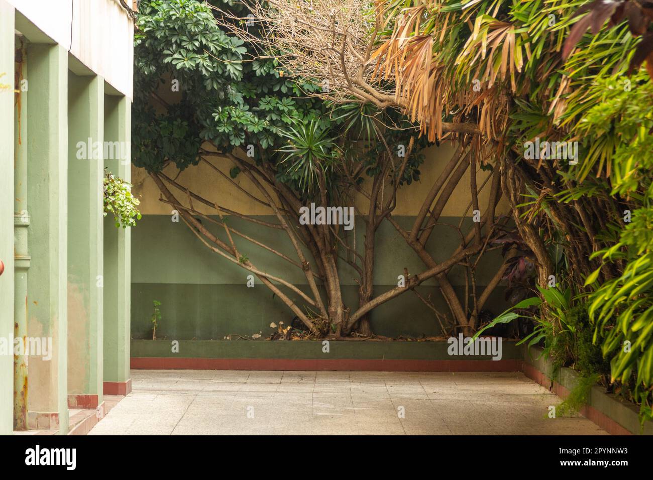 Courtyard with green palm trees and tiles Stock Photo - Alamy