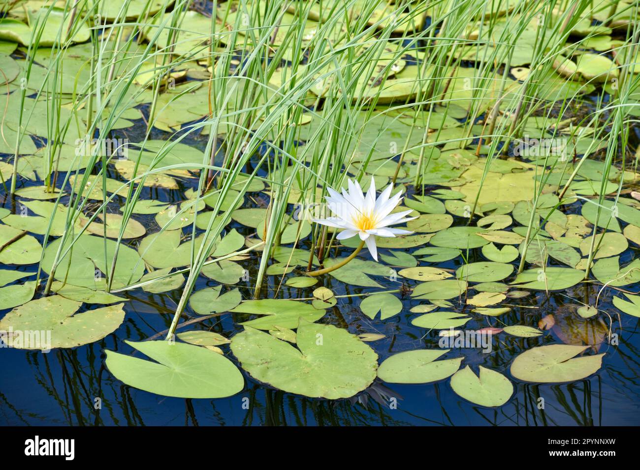 White water lily among many lily pads floating in Chobe River Stock ...