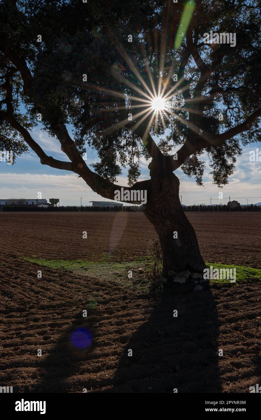 Vertical view of an oak in the field with the sun's rays filtering ...