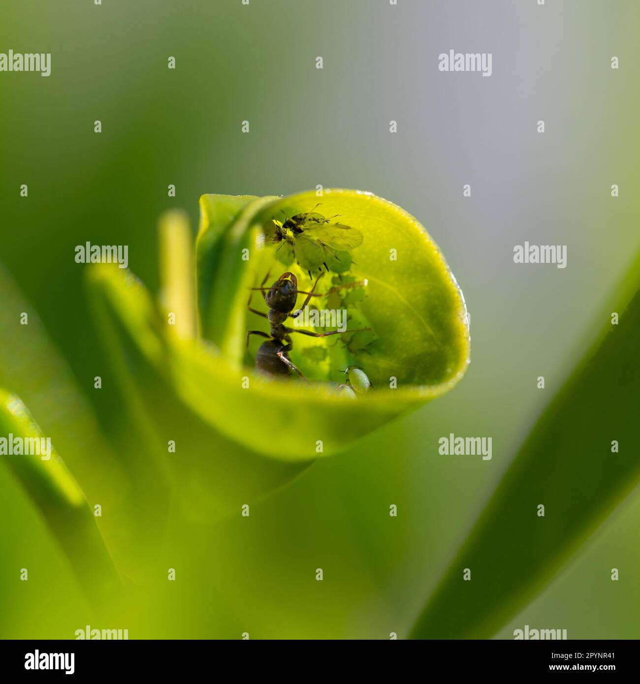 Symbiosis: ants taking care of aphids and their young on green leaves ...
