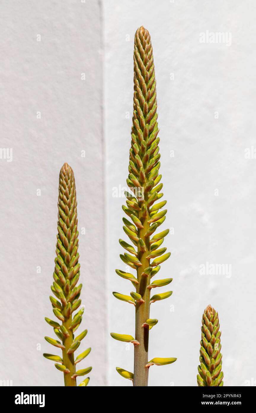 Yellow flowers in a garden aloe vera Stock Photo - Alamy