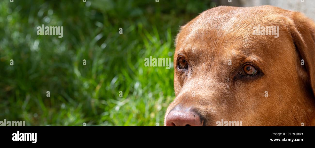 Labrador eyes hi-res stock photography and images - Alamy