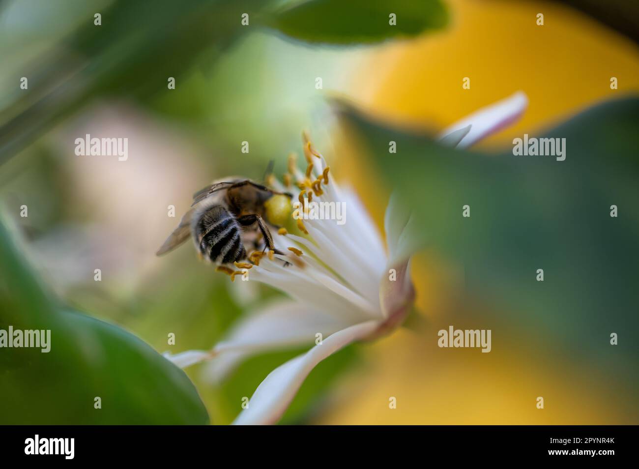 Wild lemon tree hi-res stock photography and images - Alamy
