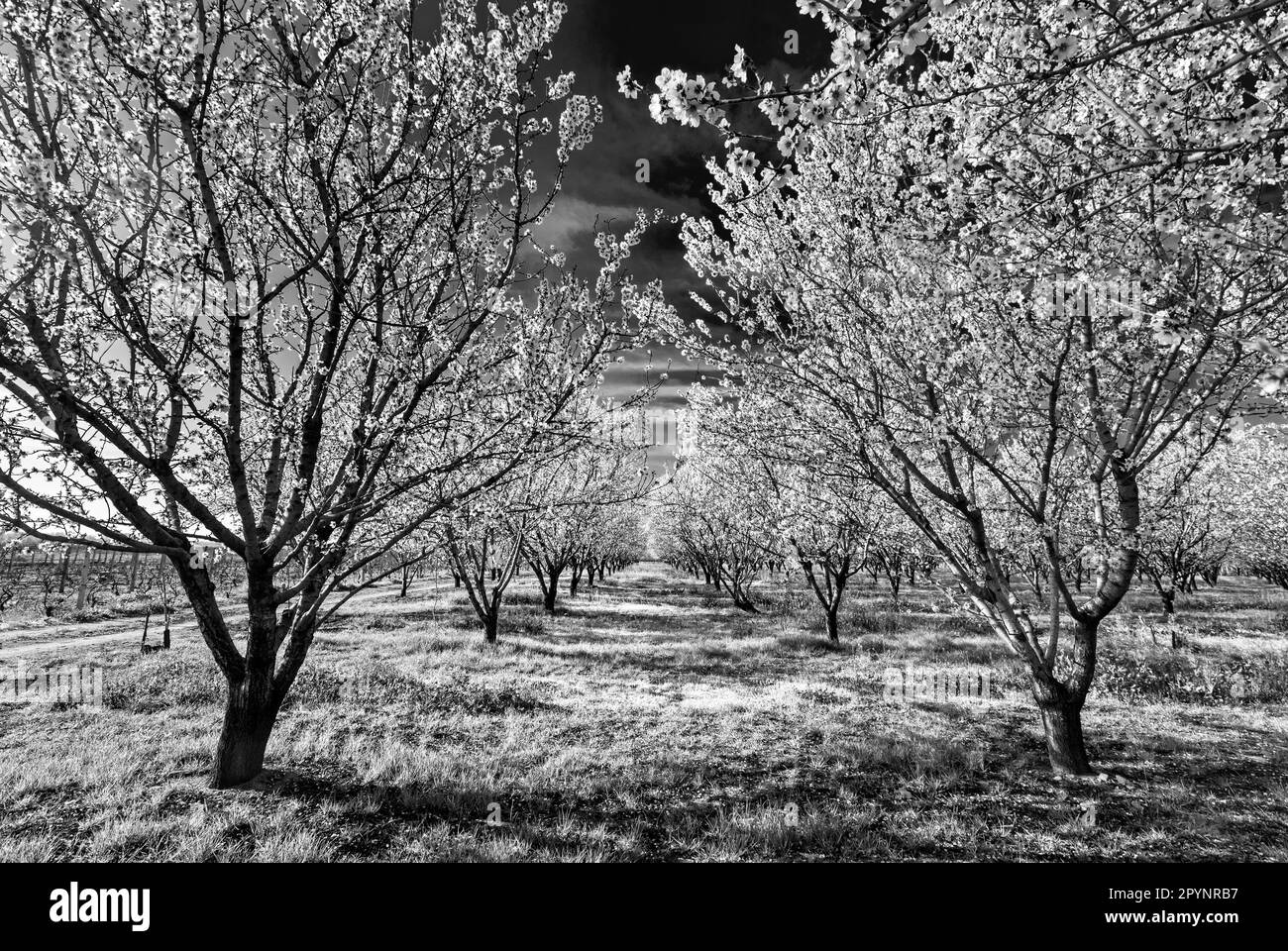 Spring spring scenery Black and White Stock Photos & Images - Alamy