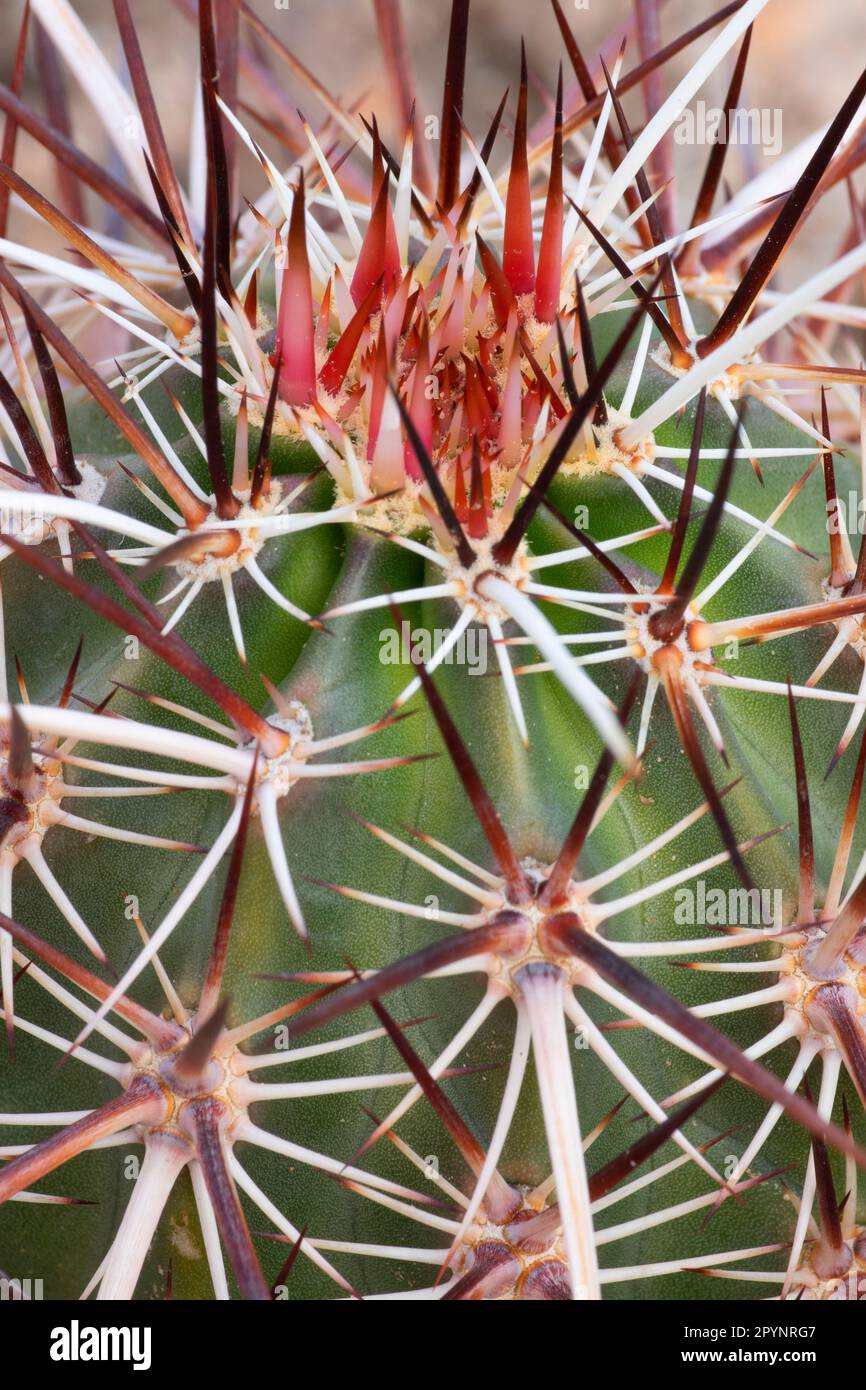 Hedgehog cactus, Mojave Trails National Monument, California Stock ...