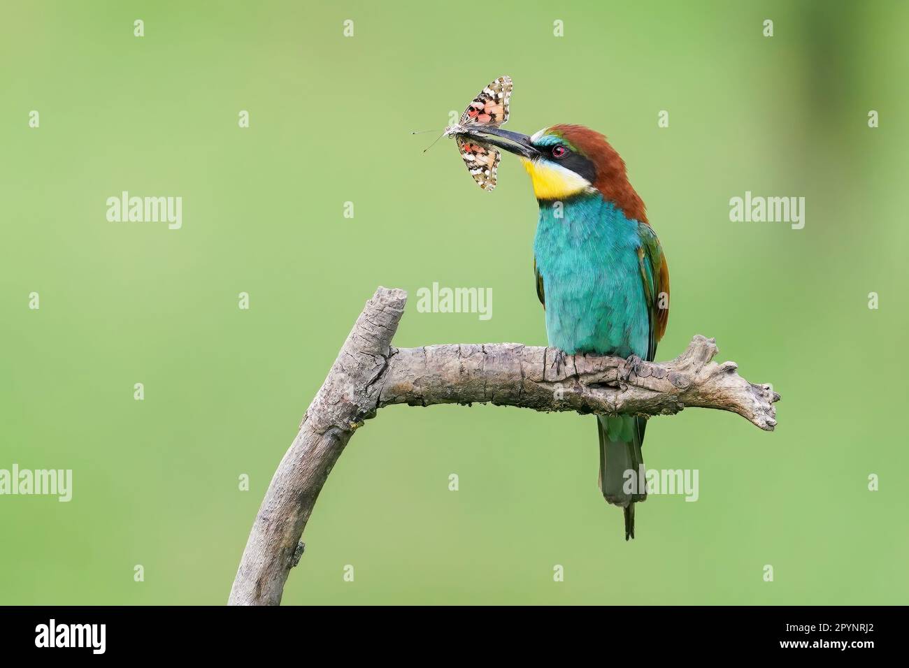 Butterfly male female hi-res stock photography and images - Alamy