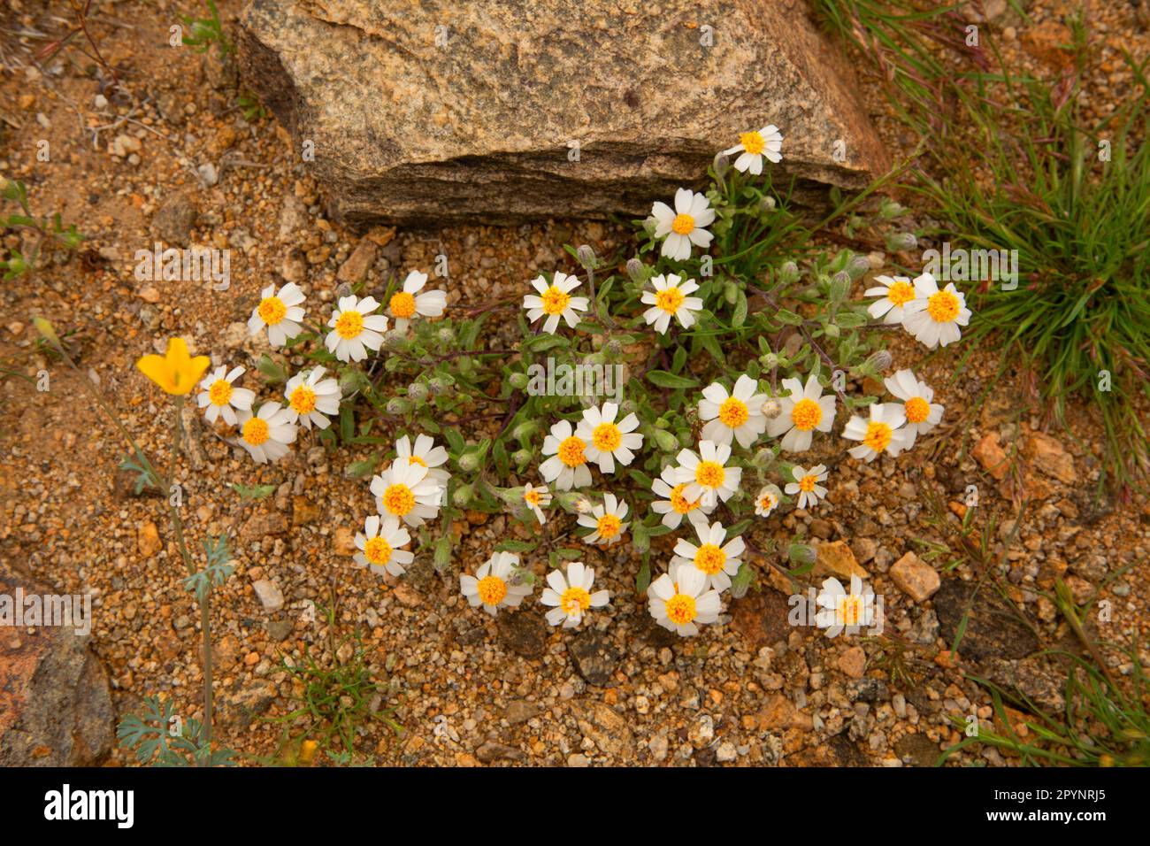 Desert star (Monoptilon bellioides), Clipper Mountain Wilderness ...