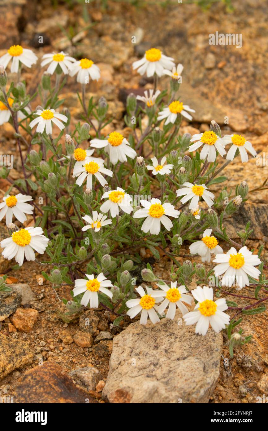 Desert star (Monoptilon bellioides), Clipper Mountain Wilderness ...
