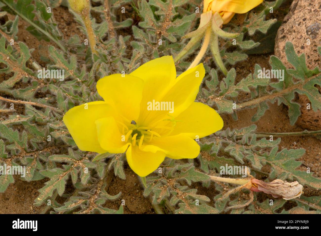 Desert evening primrose (Oenothera primiveris), Clipper Mountain ...