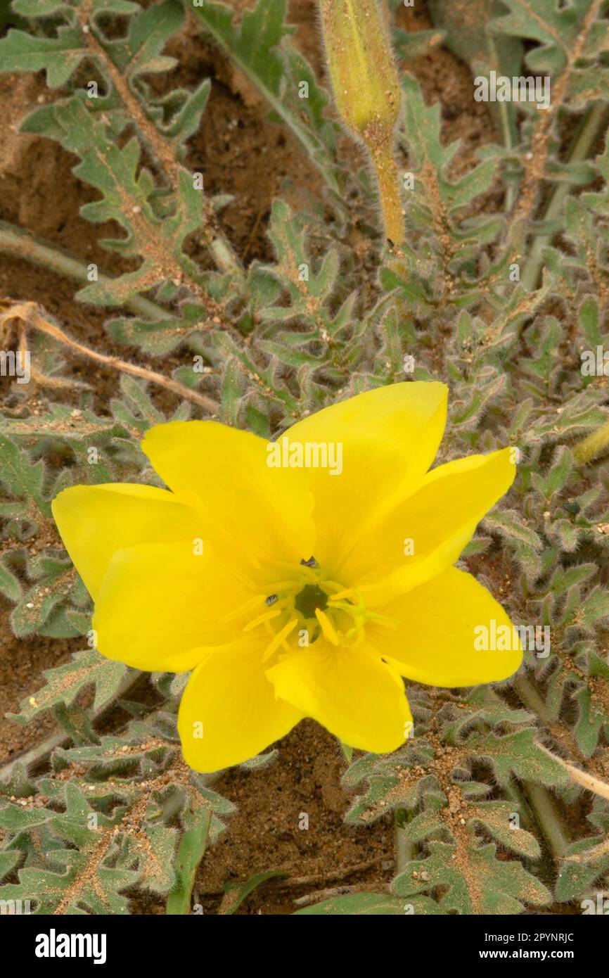 Desert evening primrose (Oenothera primiveris), Clipper Mountain ...