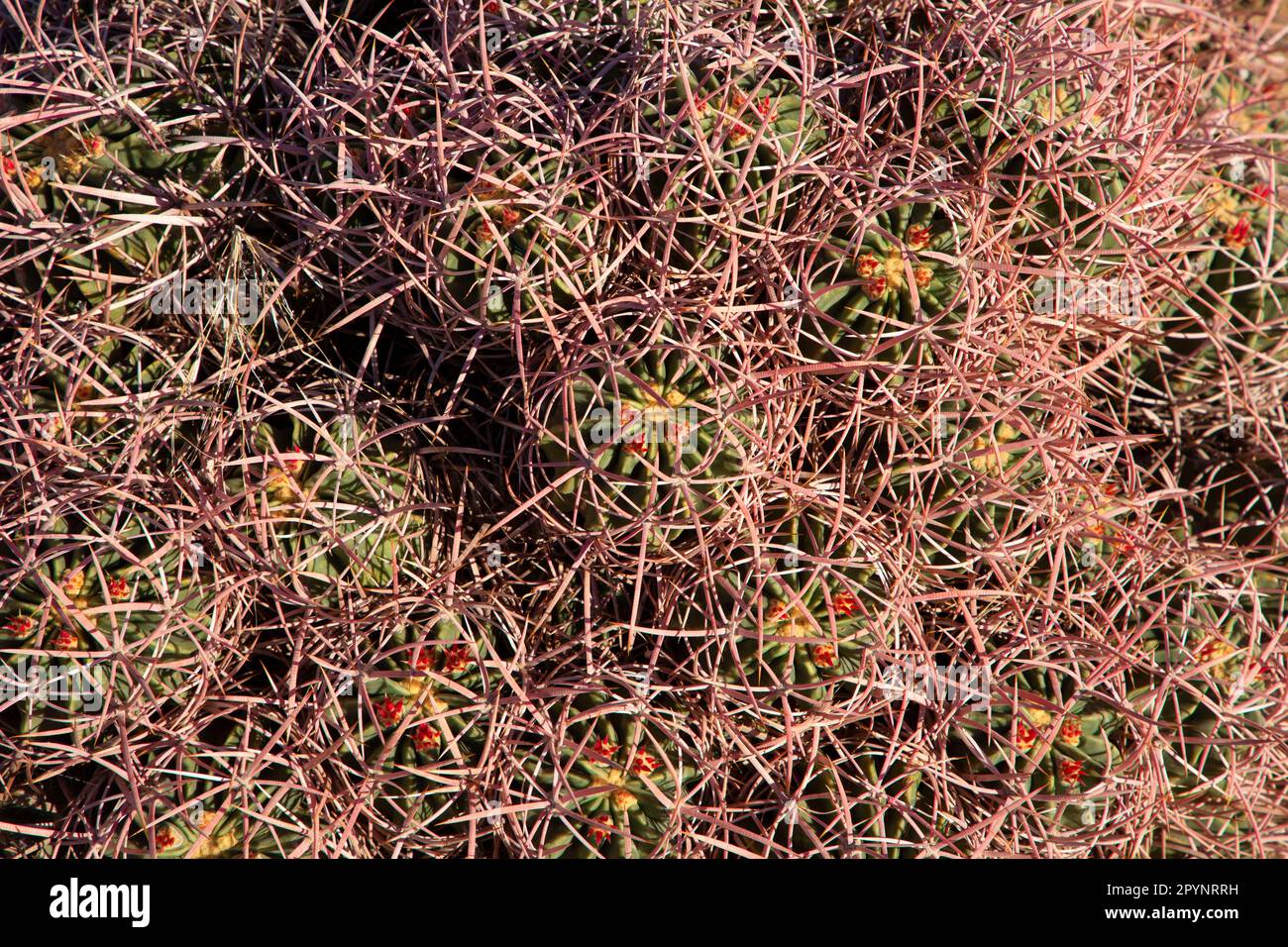 Cottontop Cactus (Echinocactus polycephalus) in Blind Hills, Mojave ...