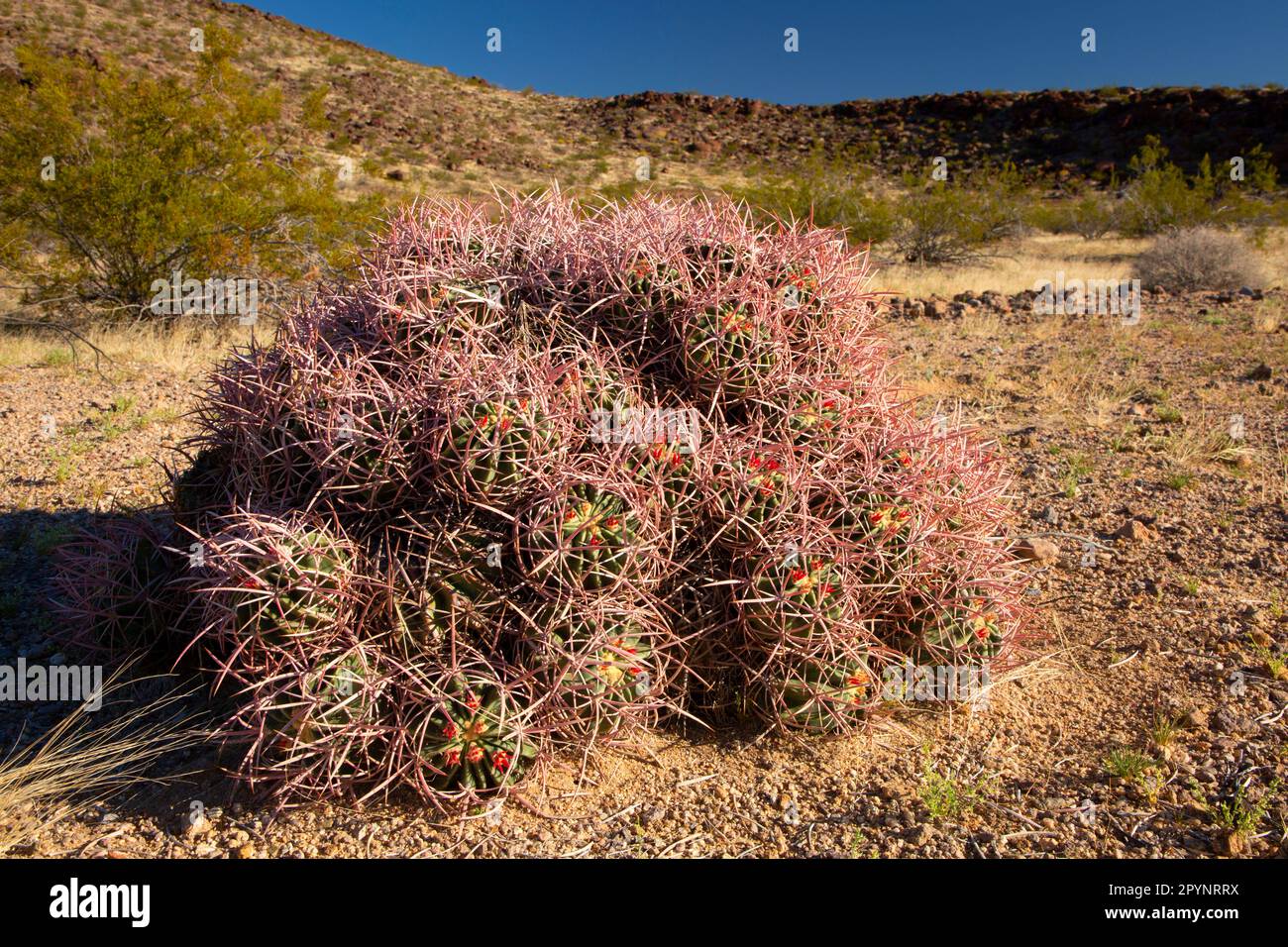 Cottontop Cactus (Echinocactus polycephalus) in Blind Hills, Mojave ...