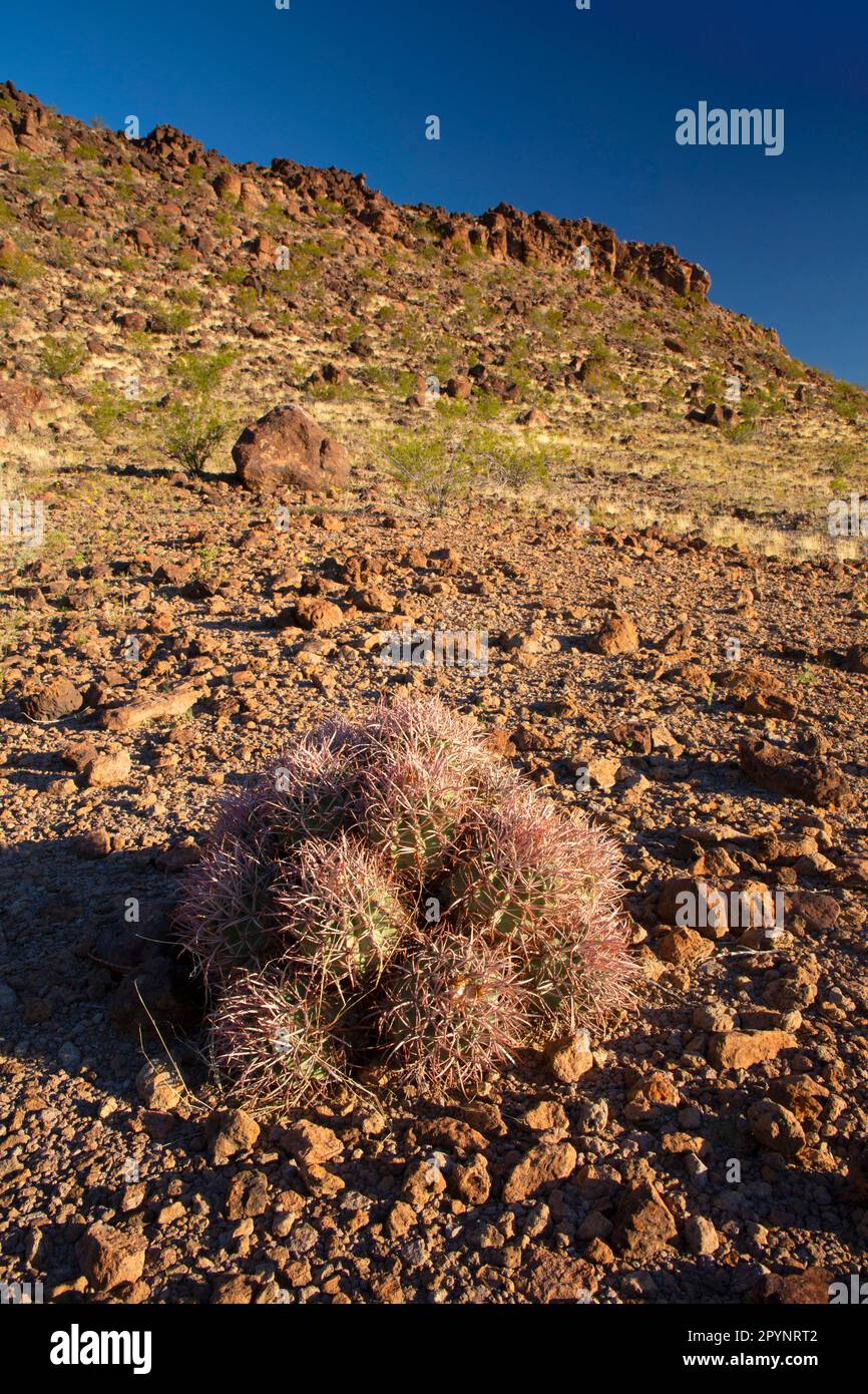 Cottontop Cactus (Echinocactus polycephalus) in Blind Hills, Mojave ...