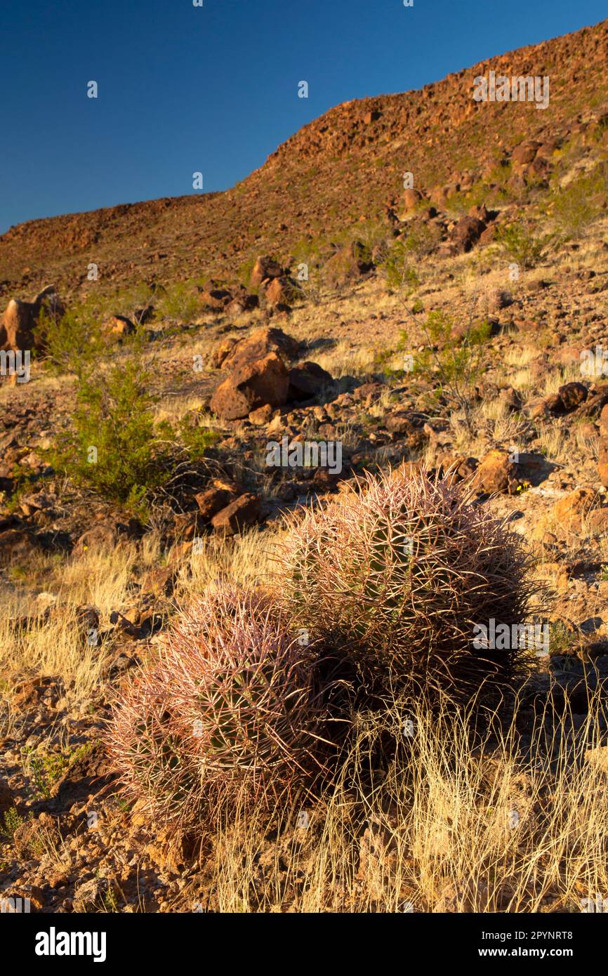Cottontop Cactus (Echinocactus polycephalus) in Blind Hills, Mojave ...