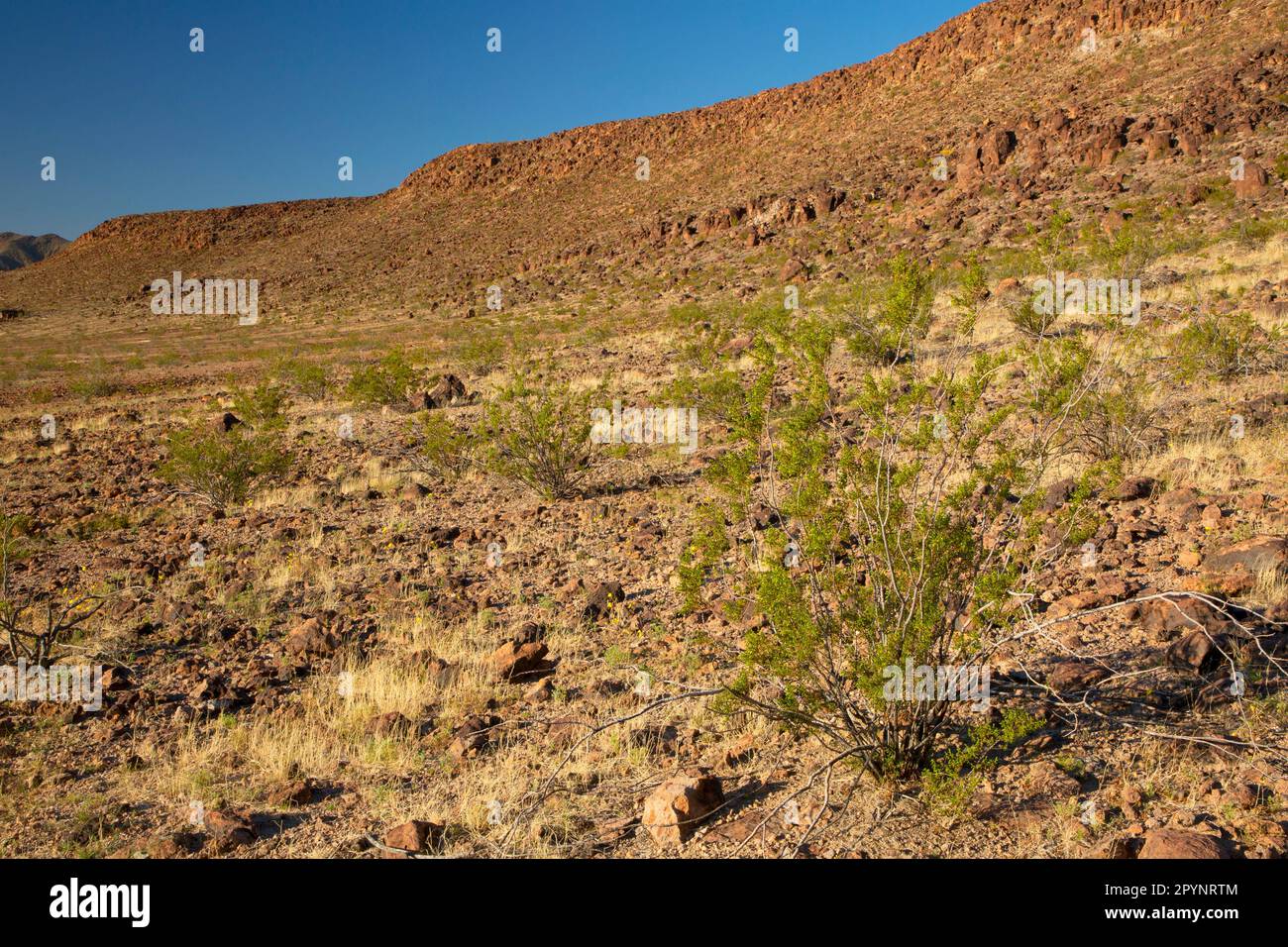 Creosote bush in Blind Hills, Mojave National Preserve, California ...