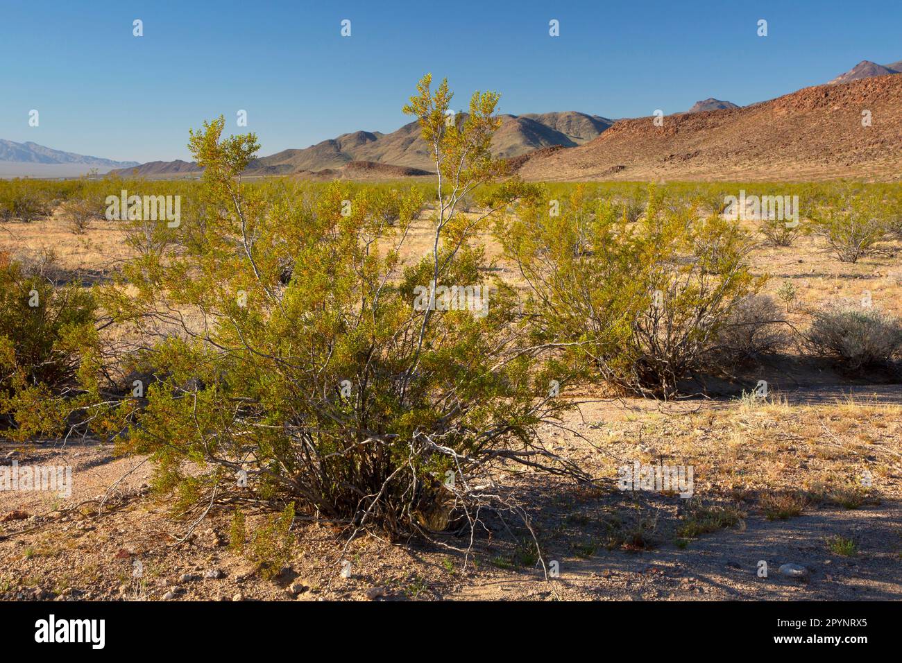 Creosote bush in Blind Hills, Mojave National Preserve, California ...