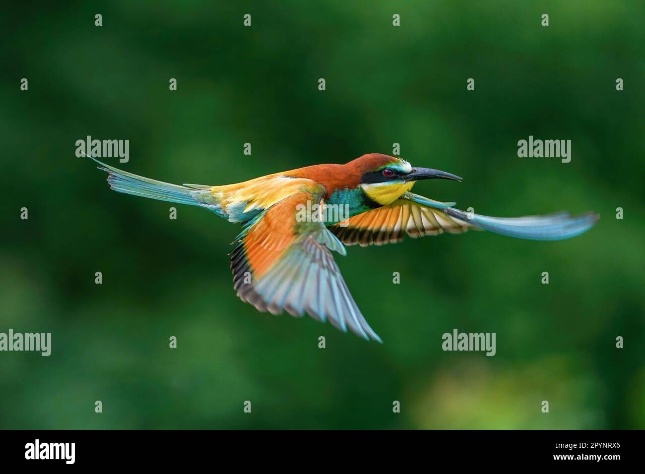 European bee-eater (Merops apiaster) in flight Stock Photo - Alamy