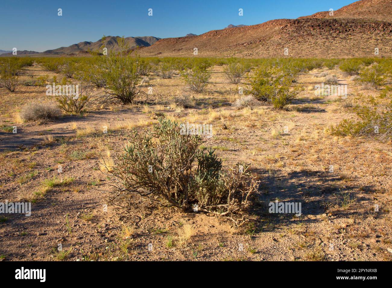 Pencil cholla in Blind Hills, Mojave National Preserve, California ...
