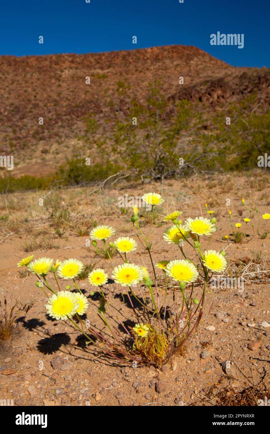 Desert dandelion (Malacothrix glabrata) in Blind Hills, Mojave National ...