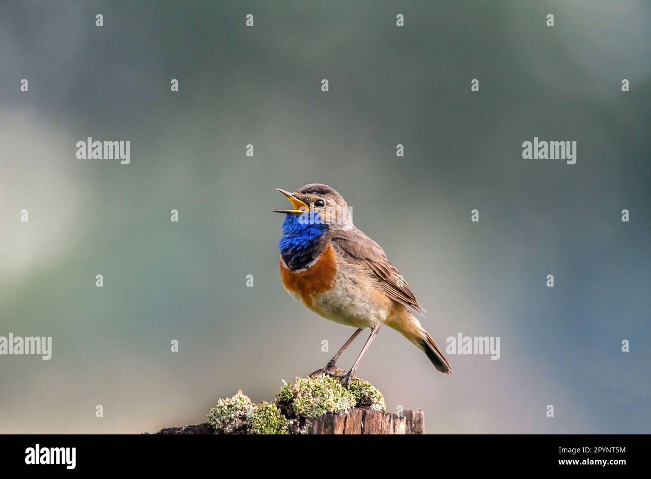 bluethroat (Luscinia svecica) male singing Stock Photo - Alamy