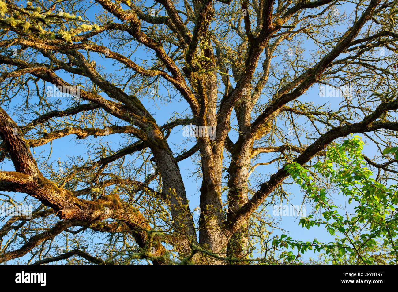 Oregon white oak (Quercus garryana), Tualatin River National Wildlife ...