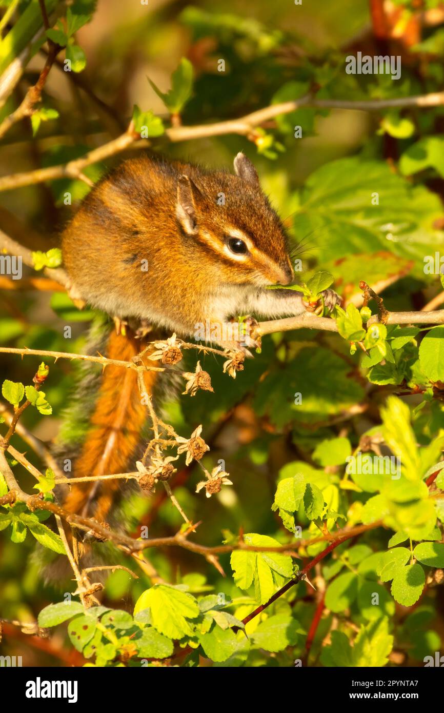 Townsendii hi-res stock photography and images - Alamy