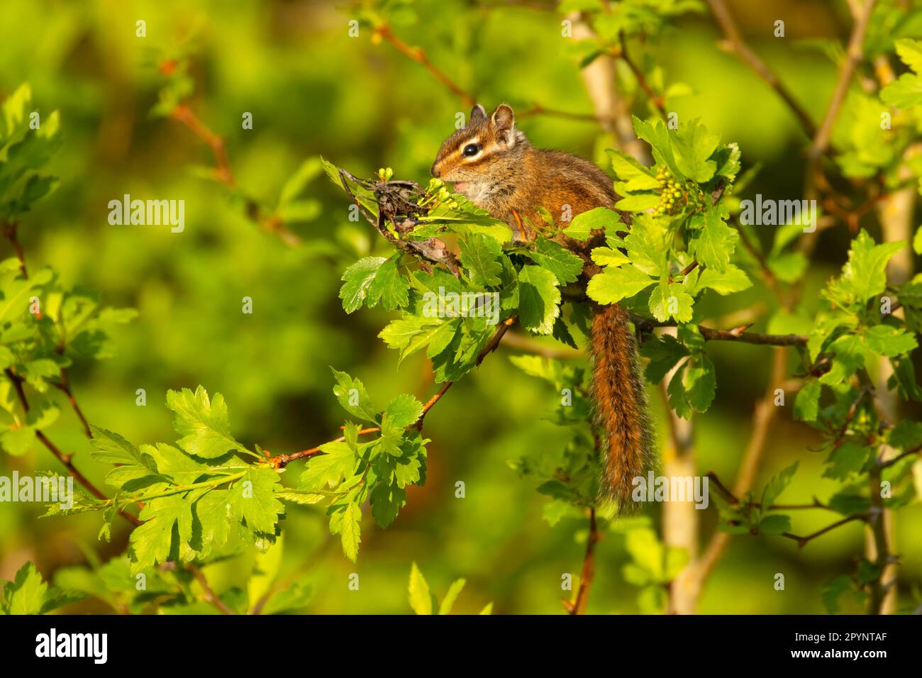 Townsend's chipmunk (Neotamias townsendii) in ninebark, Tualatin River ...