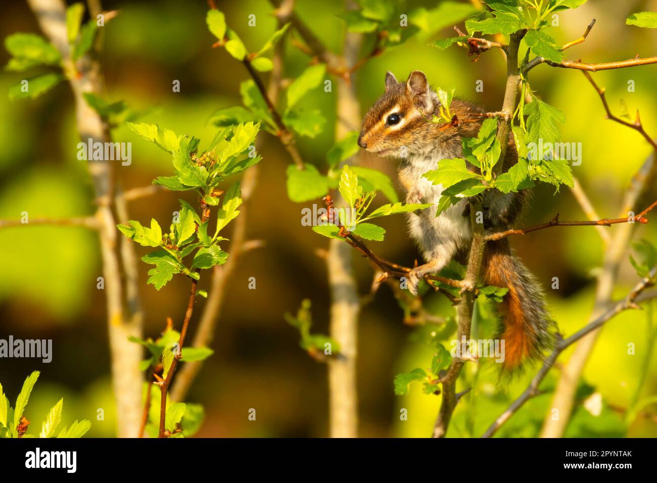 Townsendii hi-res stock photography and images - Alamy