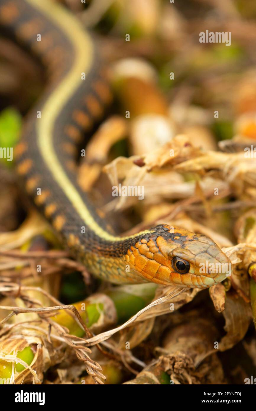 Common garter snake (Thamnophis sirtalis), Oregon Garden, Silverton ...