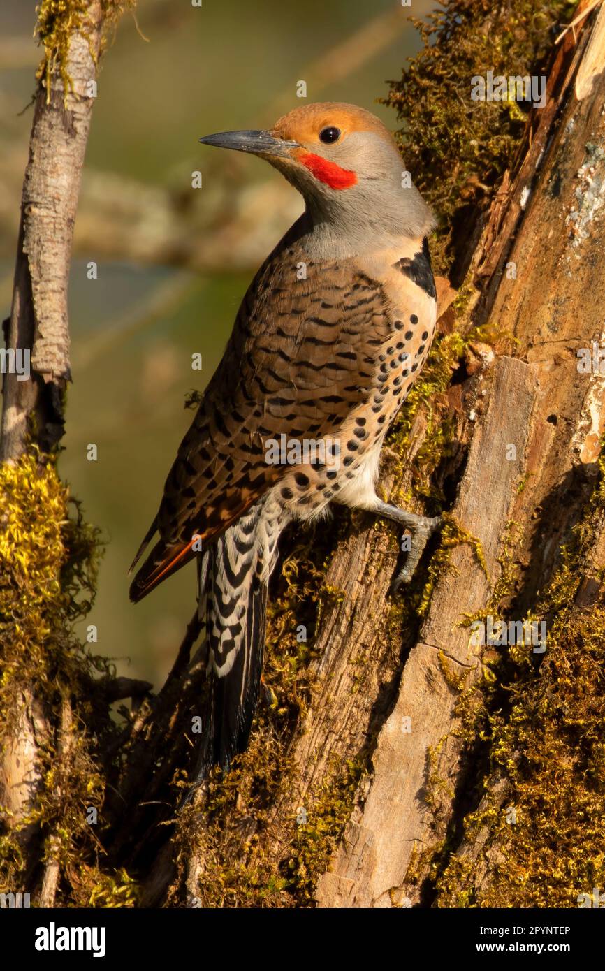 Northern flicker woodpecker hi-res stock photography and images - Alamy