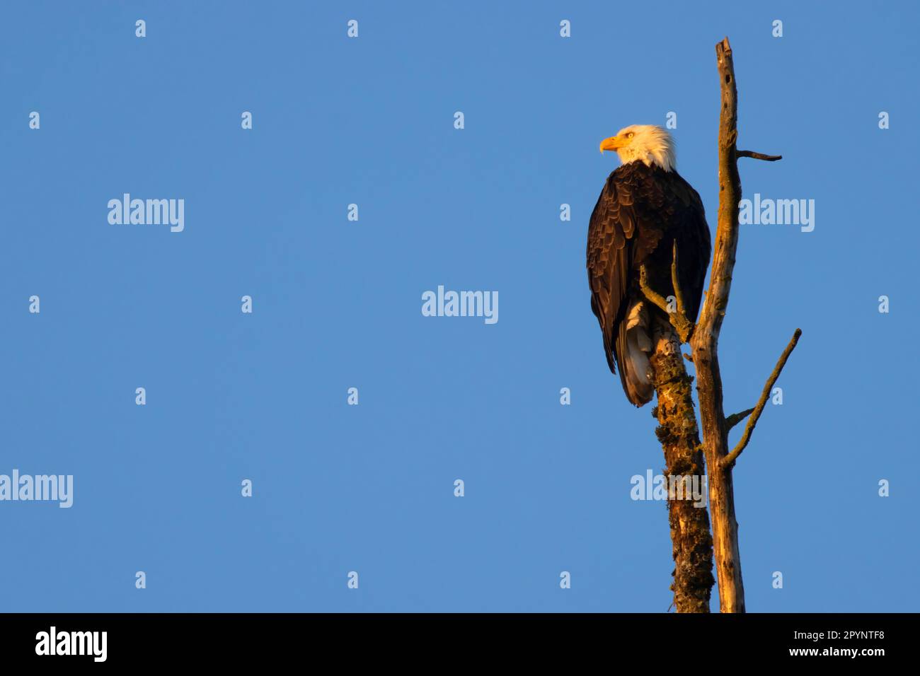 Bald eagle (Haliaeetus leucocephalus), Ankeny National Wildlife Refuge ...