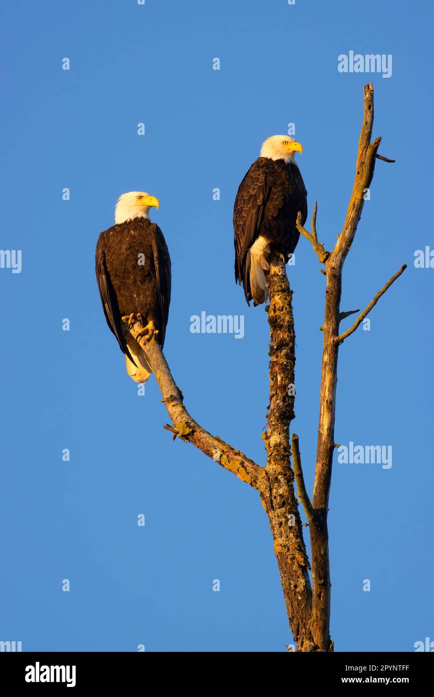 Bald eagle (Haliaeetus leucocephalus), Ankeny National Wildlife Refuge ...